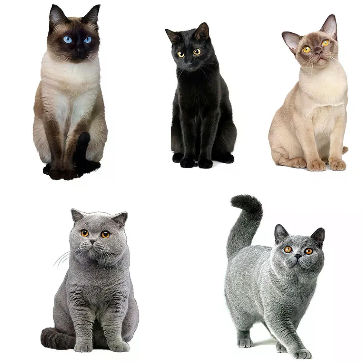 General Autocollant mural Three Ratels CM29, magnifique chat persan ...